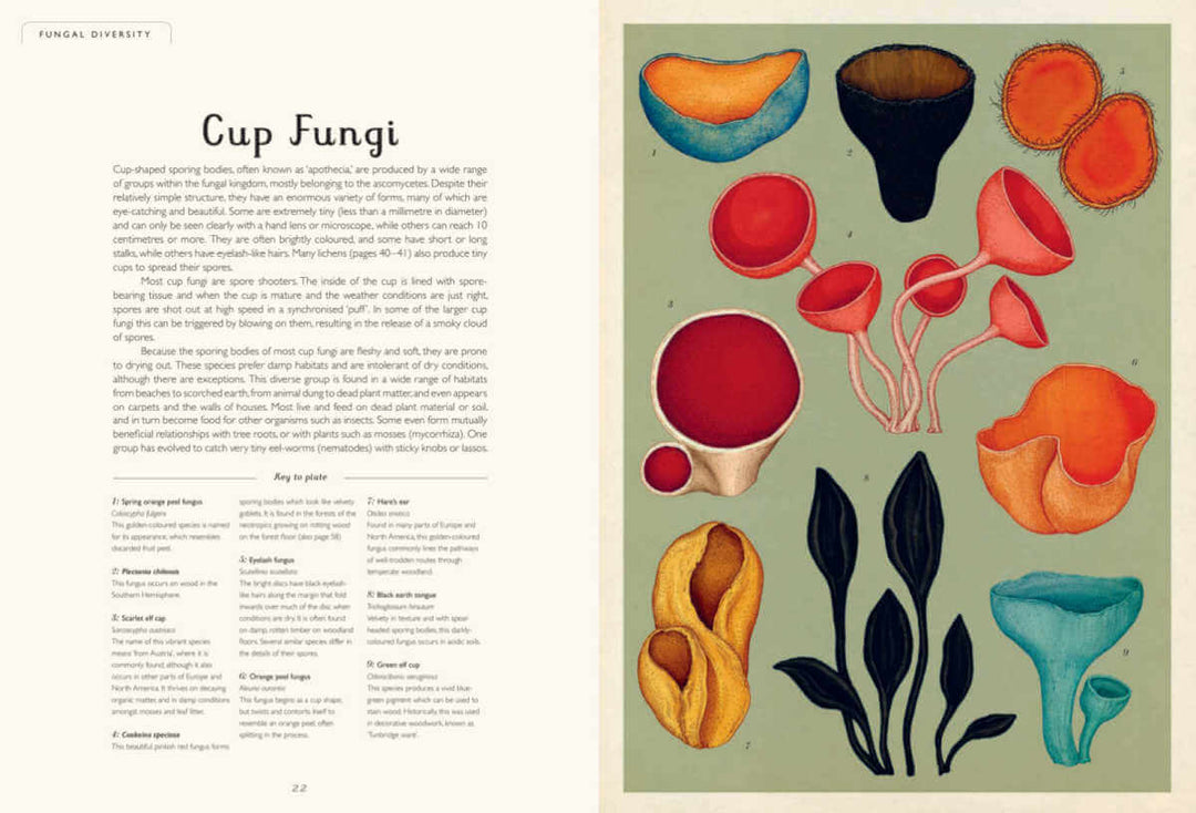 Fungarium by Katie Scott – Blue Brontide
