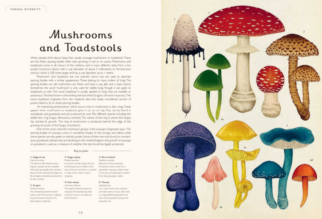 Fungarium by Katie Scott – Blue Brontide